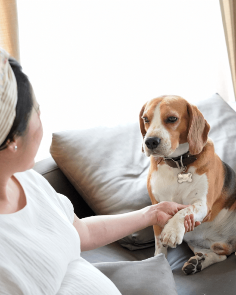 Pet Behavioral Counseling In Oak Ridge, NC | Carr Vet Hospital